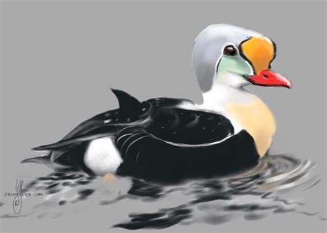 Birds King Eider