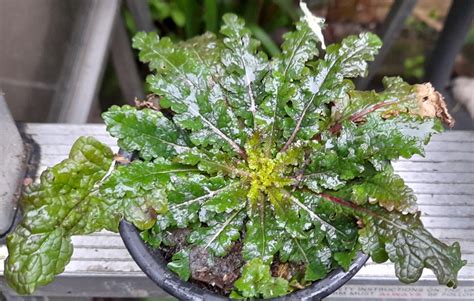 Teasel Vs Verbascum Garden Withoutdoors
