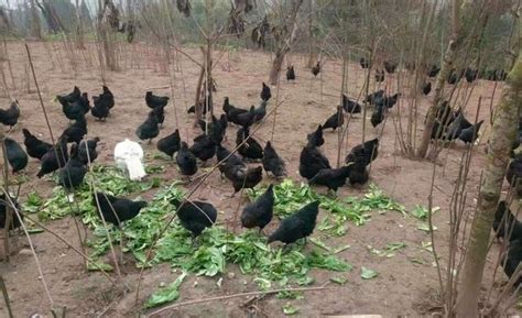 農村養殖戶餵土雞有絕招一舉多得效果好 每日頭條