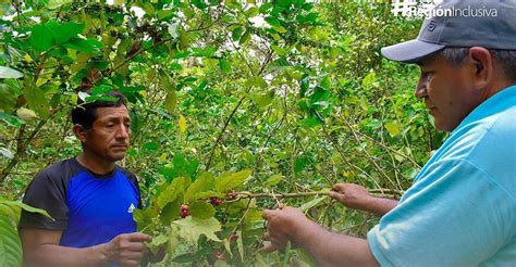 Piura Proyecto Beneficia A 16 000 Caficultores De Huancabamba Ayabaca