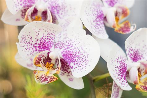 내 집에서 흰색 오키드의 닫기 과학 이름 Phalaenopsis 오키드 태국 0명에 대한 스톡 사진 및 기타 이미지 0명