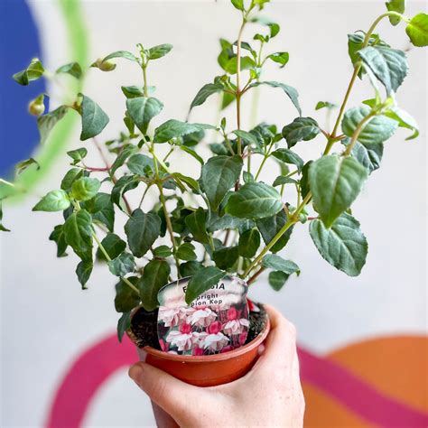 Fuchsia Spion Kop Upright Fuchsia British Grown Sprouts Of Bristol