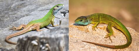 14 Types Of Lizards Found In Turkey 2025 Bird Watching Hq