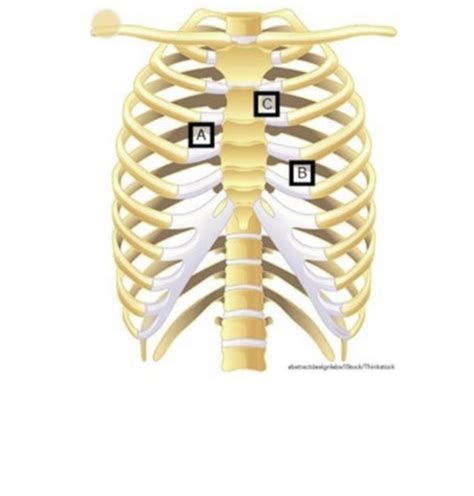 PEDS CMS Flashcards Quizlet