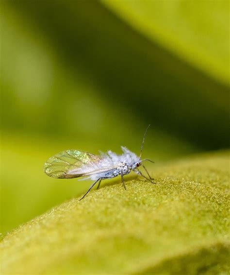 Pulgón Lanígero Del Manzano Biocontrol Daños Y Ciclo De Vida
