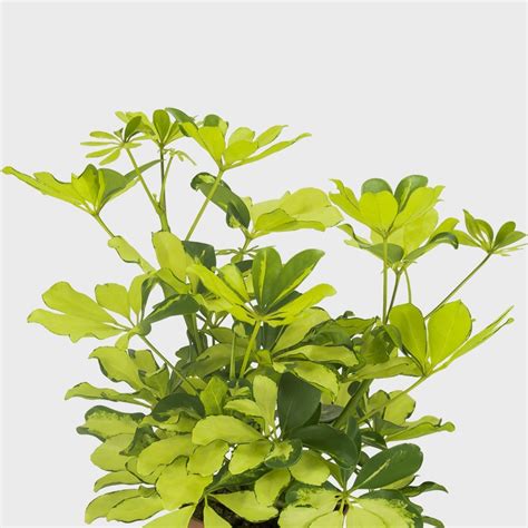 Schefflera Arboricola Melanie 45 Cm