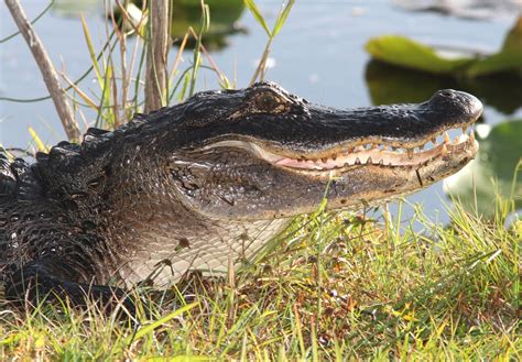 Majestic Alligator Close Up Hd Wallpaper Natures Reptilian Majesty By