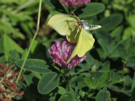 Lemon Butterfly Insect Free Photo On Pixabay Pixabay