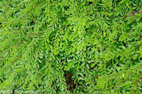 锡兰叶下珠的搜索结果360图片 花瓣网
