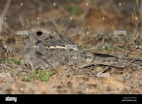 Savanna Nightjar Caprimulgus Affinis Stock Photo Alamy