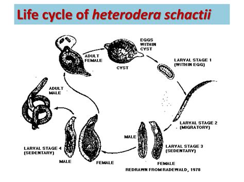 Sugarbeet Cyst Nematode Heterodera Schachtii Pptx