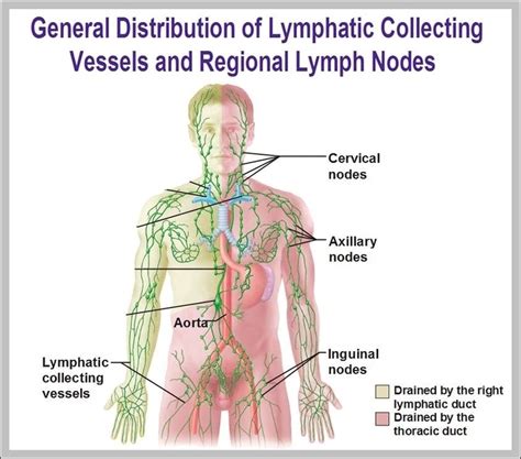 Iliac Node Image Anatomy System Human Body Anatomy Diagram And Chart Images