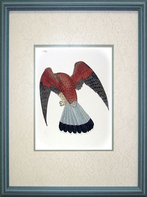 Pear Tree And Beyond Windhover