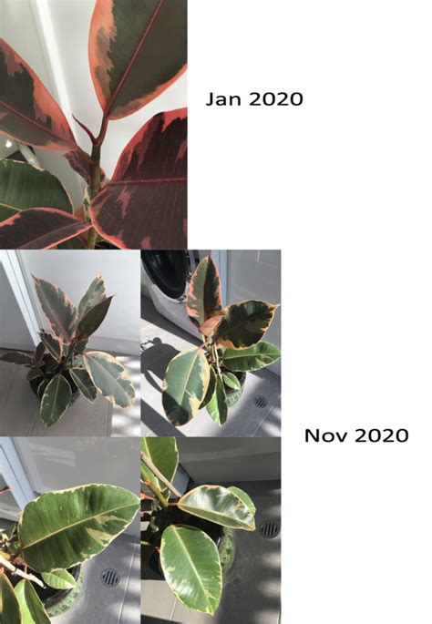 Read 1 Answer To A Question About Leaf Issues Gardening Know How