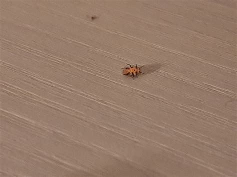 Species Identification Weird Spiky Bug Found In Northern Spain