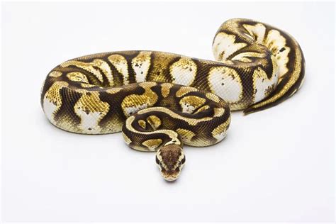 Royal Python Python Regius Pastel Calico Female