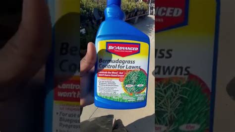 How To Kill Bermuda Grass Out Of Cool Season Lawns Youtube