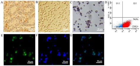 Isolation And Identification Of Mouse Spermatogonial Stem Cells Download Scientific Diagram