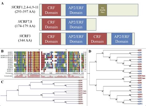 slcrf protein form alignment and phylogenic relationships a a