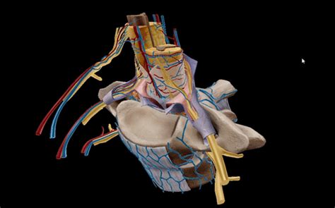 Anatomy Of A Vertebral Body