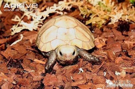 緬甸陸龜真的適合新手飼養嗎 每日頭條