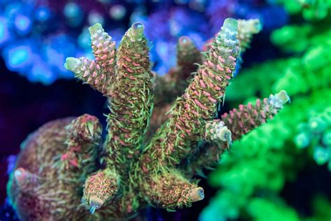 Asd Rainbow Milli Coloration Reef2reef