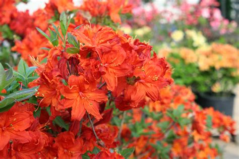 Deciduous Azalea Gibralter Youngs Garden Center Roseburg Oregon