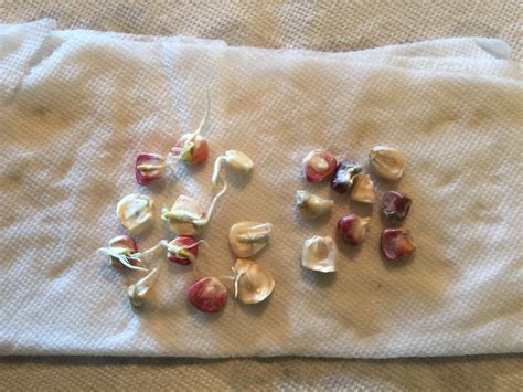 Types Of Seed Germination Test At Ryan Strader Blog