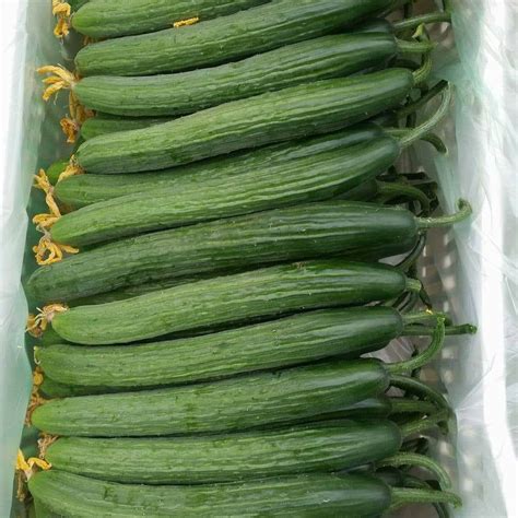 Зеленчукова борса Варна