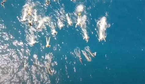 33 Swimmers Caught Aggressively Harassing Dolphins In Hawaii