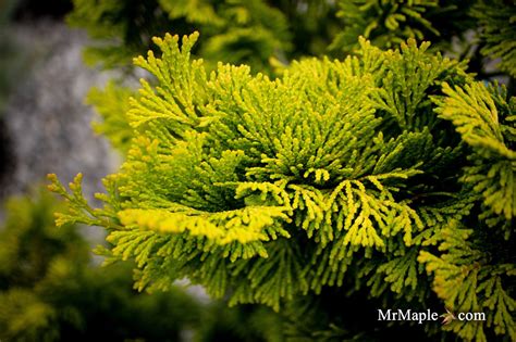 Buy Chamaecyparis Obtusa Golden Fern Dwarf Golden Hinoki Cypress — Mr