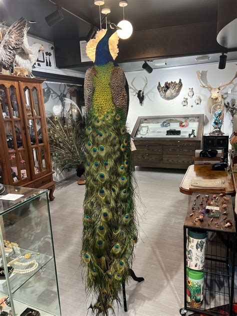 Large Standing Peacock Florafauna