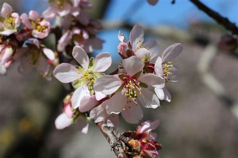 树 花 春天 Pixabay上的免费照片 Pixabay