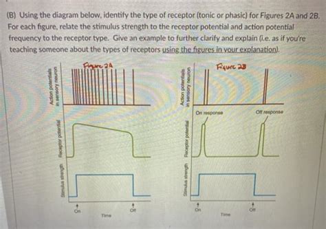 Solved B Using The Diagram Below Identify The Type Of