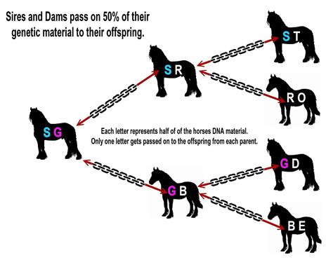 Unlocking Equine Potential Genetic Testing And Its Role In Optimizing