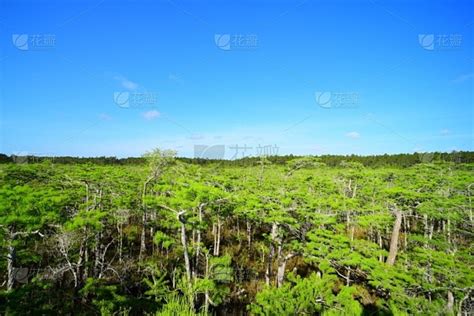 柏树 松树 树冠 绿色 森林 视角 远距离 暗色 在上面 自然