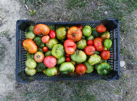 Comment Faire Pousser Des Tomates Et Les Erreurs Viter