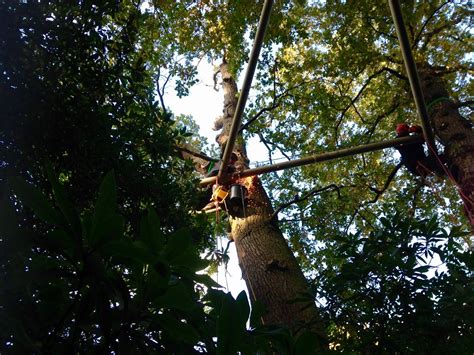 Hanging Tree Deck Wimbledon — Treehouses Rope Bridges Treetop