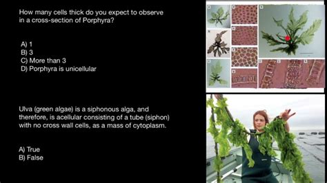 Nikolay S Genetics Lessons On Linkedin Red Algae And Green Algae