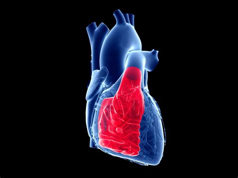 Anatomía Función Y Disfunción Del Ventrículo Derecho Una Cuestión Del