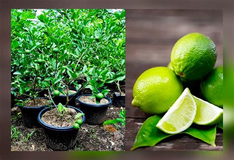 24 Cara Menanam Buah Alpukat Dalam Pot Tergokil