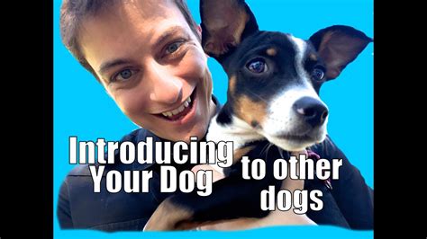 How To Socialize Your Puppy Youtube