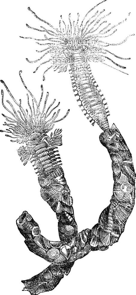 Worm Annelid Vintage Engraving Vector Art At Vecteezy