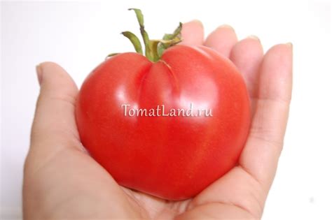 Томат Немецкая красная клубника: отзывы, фото, урожайность | tomatland.ru