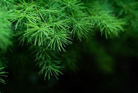 泠泠流水匆匆逝往事翻开似去年 原创诗词 xiexia 东风 邮箱