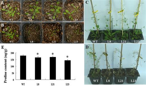 Phenotypic Assay Of The Ghrav1 Overexpression Transgenic Arabidopsis