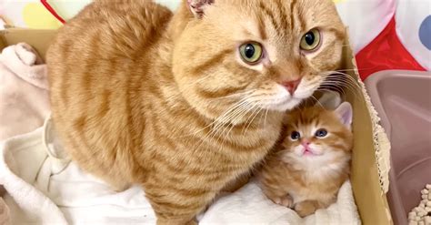母猫が出かけた後の産箱に突然飛び込んできた父猫。ドキドキの子育てデビューの様子にホッコリ ´ω`♡ エウレカ！