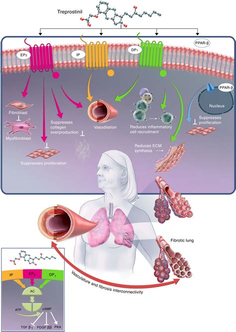 Highlights Del 56° Congreso Separ Open Respiratory Archives