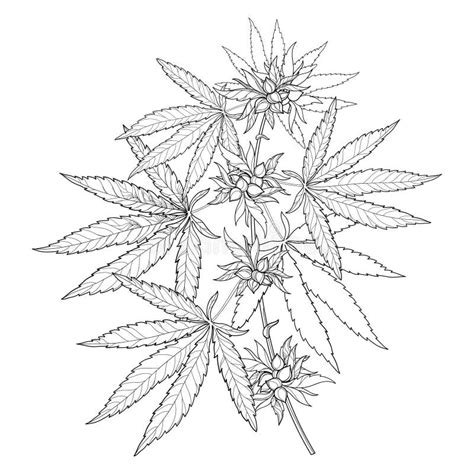 导航印度束漂白亚麻纤维概述的大麻或的大麻或大麻 在白色背景和种子隔绝的分支、叶子 向量例证 插画 包括有 查出 麻汁 93742601