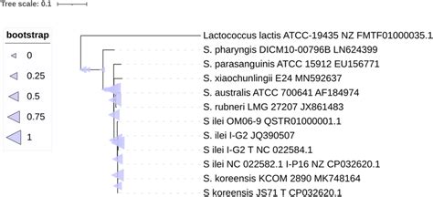phylogenetic tree based on the ml method with 500 bootstrap